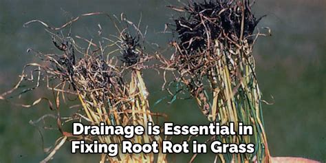 How To Fix Root Rot In Grass Step By Step Guide