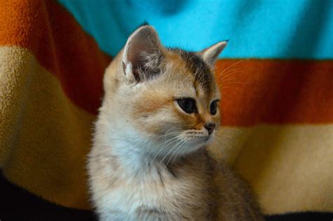 Британска късокосместа златна чинчилатаби гр Хасково Дружба 1 • Olxbg