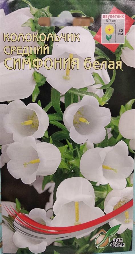 Колокольчики садовые многолетние крупные — купить по низкой цене на Яндекс Маркете