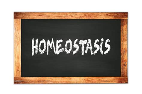 Homeostasis Stock Illustrations Homeostasis Stock Illustrations
