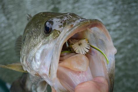Brushy Creek Living Waters Fly Fishing