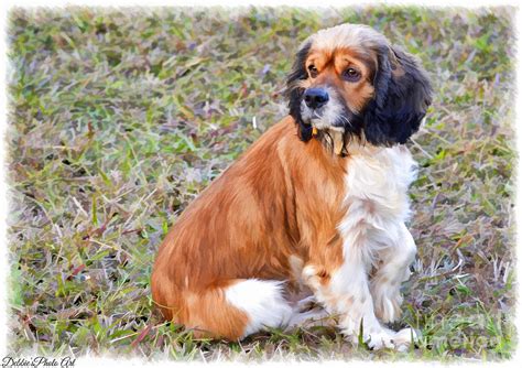 Cocker Spaniel Digital Effect My Little Bear Photograph By Debbie