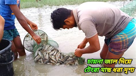আবাক করার কান্ড চায়না জালে পেলো ১ মণের বেশি গুলশা টেংরা মাছ Tengra