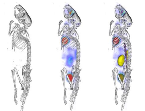 Imalytics Preclinical Scintica