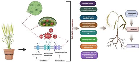 Diagrammatic Representation Of Mode Of Action Of Salinity Stress