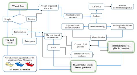 Workflow For Exploring The Ability Of The Yeast W Anomalus To Download Scientific Diagram