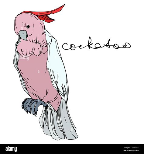 Vector Sky Bird Cockatoo In A Wildlife Wild Freedom Bird With A