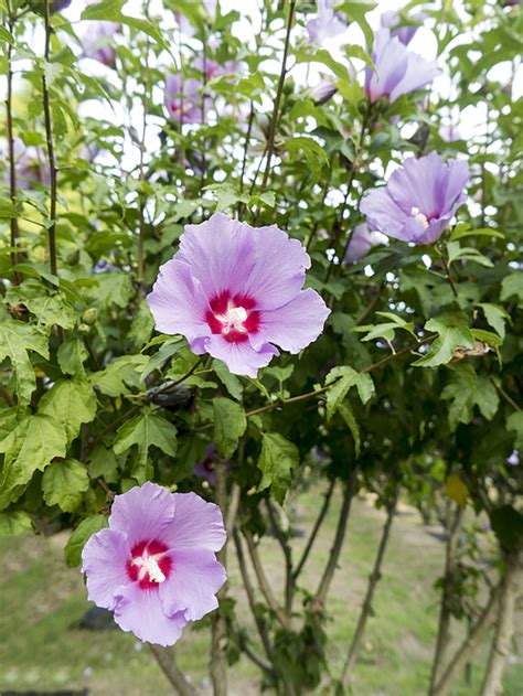 유토이미지 활짝 핀 우리나라의 국화 무궁화 꽃연암