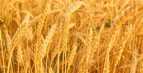 How To Use Barley For Diabetes Exploring The Impact Of Barley On Blood