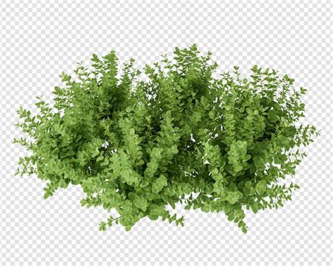 Premium Psd Shrubs In 3d Rendering Isolated