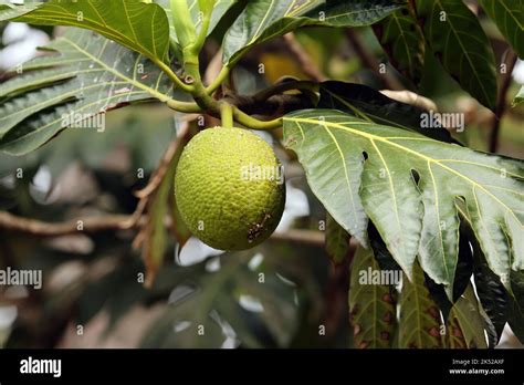 Breadfruit Artocarpus Altilis Fruit Growing On Tree Sao Tome Island