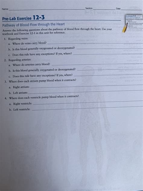 Solved Pre Lab Exercise Anatomy Of The Heart Label T Chegg