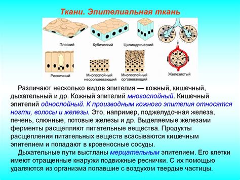 Ткани Типы тканей и их свойства презентация онлайн