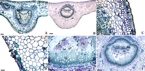 Leaf Midrib Transverse Sections Of Three Species Of Conchocarpus