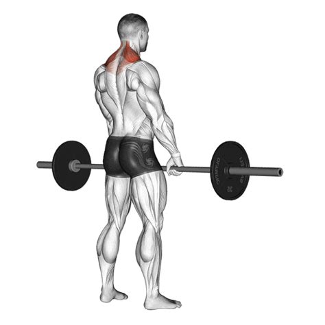 Shrug barre Haussements des épaules à la barre Exercices Body Burn