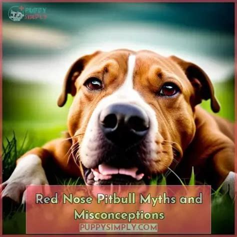 Unveiling The Red Nose Pitbull Traits History And More