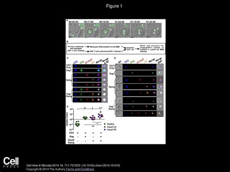 Volume 16 Issue 6 Pages December 2014 Ppt Download