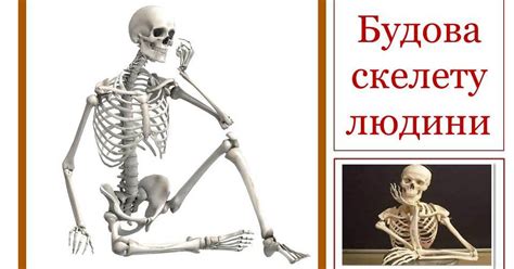 Скелет людини Тест на 19 запитань Біологія
