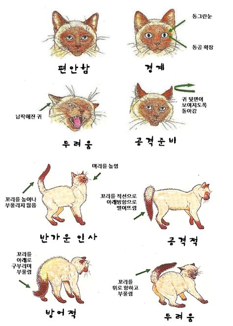 고양이 몸짓 언어 고양이 언어 고양이 꼬리언어 고양이 꼬리 고양이는 우리에게 무엇을 말할까 네이버 블로그