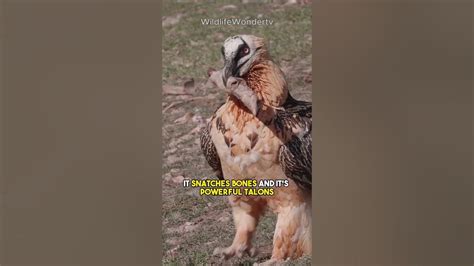 These Bird Eats Bones 🦴🦅 Bearded Vulture Shorts Youtube