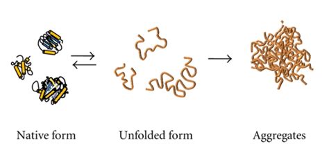 Proposed Chaperone Like Activity Of Ef Tu In Plant Abiotic Stress