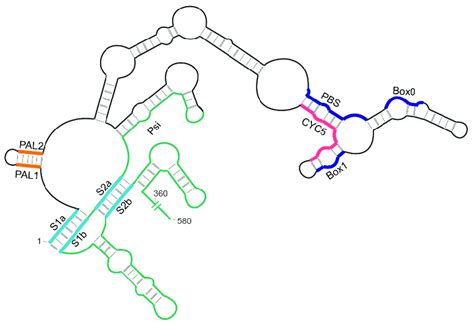 Schematic Representation Of The 5 End Of Ty1 Grna Containing