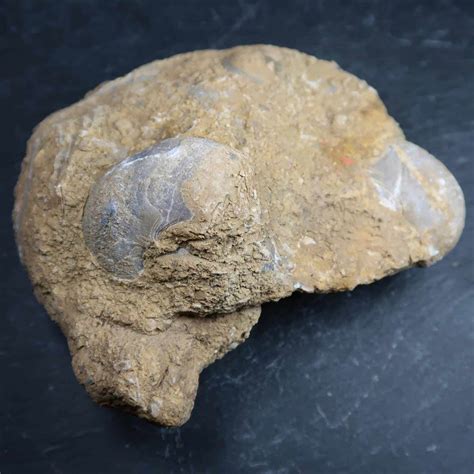 Gryphaea Fossils Buy Devils Toenail Fossils Uk Bivalve