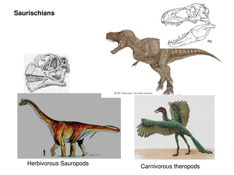 Ppt Synapsids Anapsids Diapsids Powerpoint Presentation Free