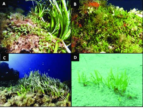 Caulerpa Species In Different Benthic Assemblages Along The Coasts Of