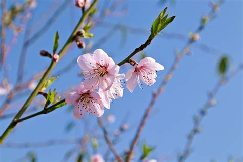 클로즈업 피는 복숭아 꽃 봄 과수원 꽃 흐림 푸른 하늘 배경 복사꽃에 대한 스톡 사진 및 기타 이미지 복사꽃 0명 개념
