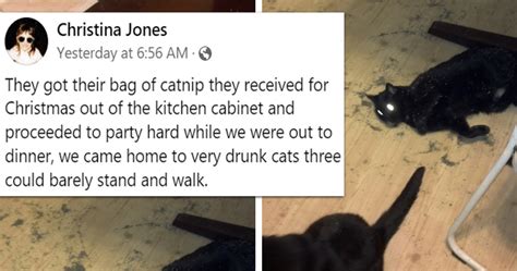 Cats On Catnip A Hilarious Compilation Of Cats Going Crazy DEFUSED