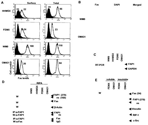 Fas And Fap 1 Expression In Human Melanoma Cell Lines A Surface And
