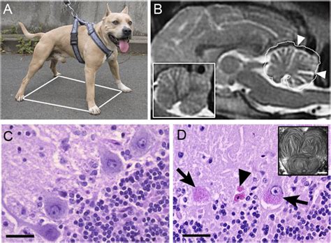 Clinical And Histopathological Features Of The Disease A The