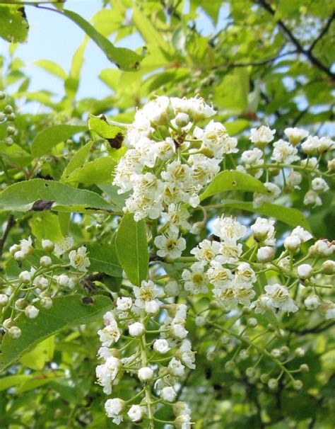 Черёмуха обыкновенная (Prunus padus) - PictureThis