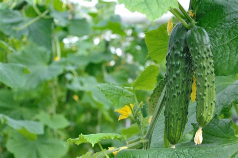 Cucumber Growing Tips