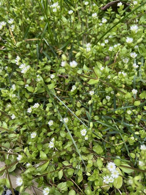Yard Grass Weeds R Grass