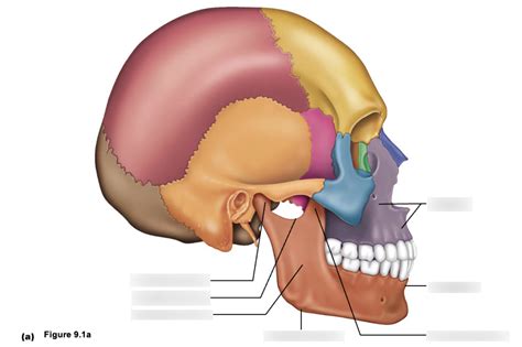 Cranium Mandible And Maxilla Diagram Quizlet