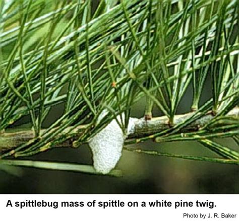 Pine Spittlebug Nc State Extension Publications