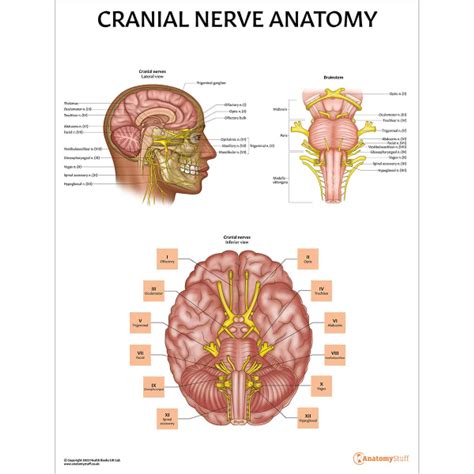 Cranial Nerve Segmentation Of The Nerves 3d Reconstruction Of The 12