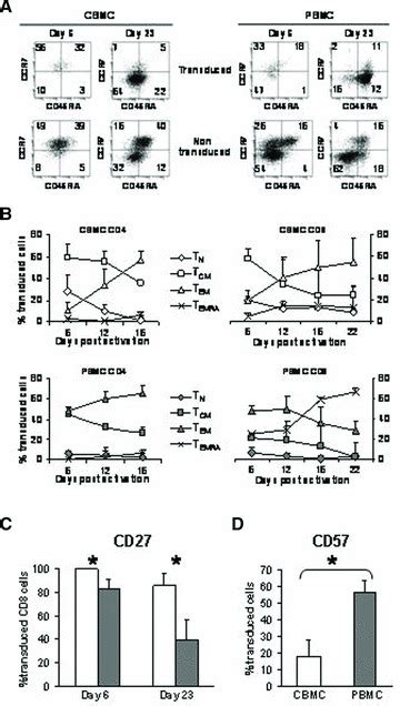 After Antigen Stimulation Tcr Transduced Cbmc Retain A Less