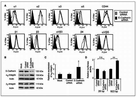 Down Regulation Of E Cadherin Up Regulates α 5 Integrin Download