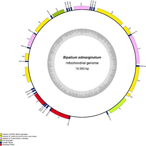 Bipalium Admarginatum Map Of Mitochondrial Genome The Mitogenome