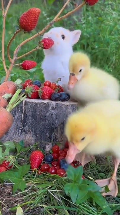 Cute Rabbit 🐇🐇🐇🐇🐇 Song Viral Rabbit Tranding Youtube