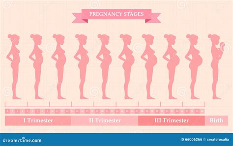 Pregnant Woman First Second And Third Trimester Stock Vector