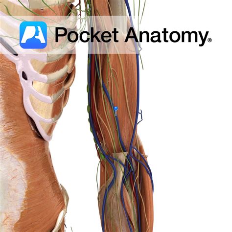 Anterior Circumflex Humeral Artery