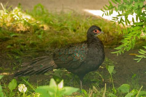 A Bird Germains Peacock Pheasant Stock Image Image Of Ornithology