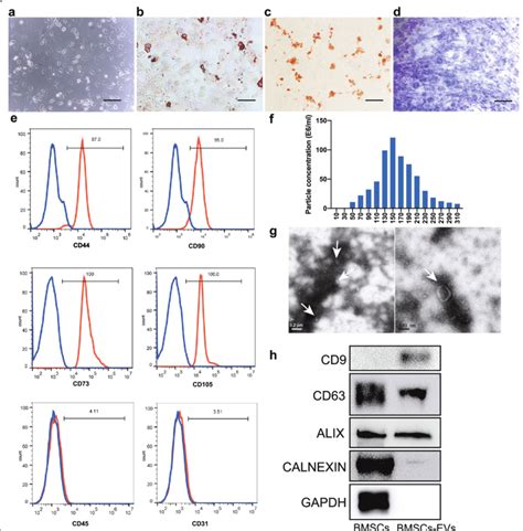 Identification Of Mouse Bmscs And Bmsc Derived Evs A Morphology Of