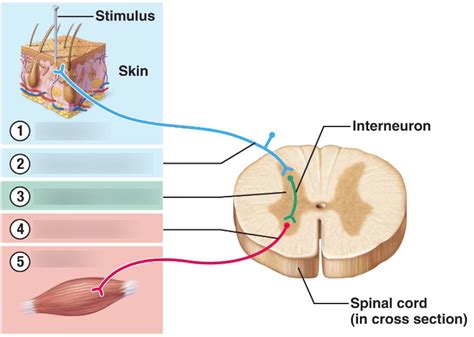 Reflex Arc Diagram Quizlet