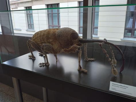 My Second Time Spotting A Weevil And I Found Them In A Very Compromising Position 😂 Didnt Stay