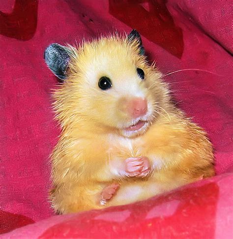 Álbumes 97 Foto Como Saber Si Mi Hamster Esta Muerto O Hibernando Alta